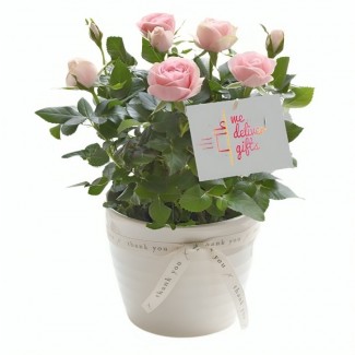 Lebanon florist stores online | online shopping for gifts in lebanon beirut